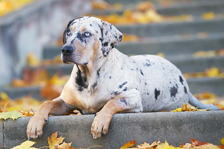 Breed of the Month–Catahoula Leopard Dog – Such Good Dogs