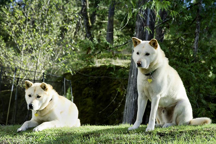 Breed of the Month–Jindo – Such Good Dogs