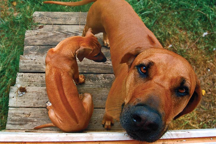 Breed of the Month–Rhodesian Ridgeback – Such Good Dogs
