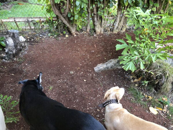 Designated Dog Potty Area – Such Good Dogs