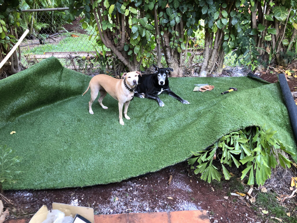 Designated Dog Potty Area – Such Good Dogs